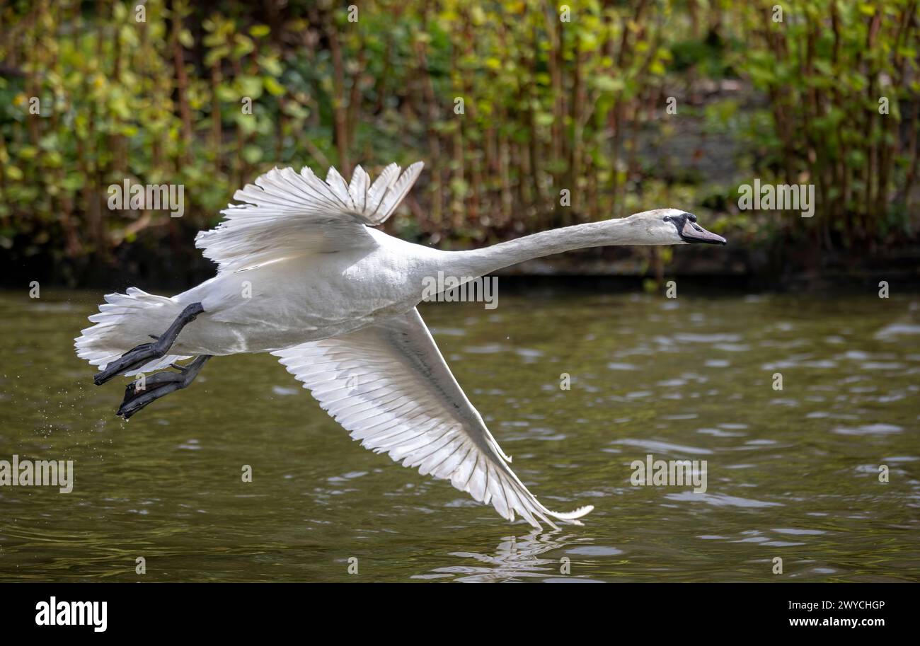 Juvenile mute swan taking off from lake with wings spread and one wing ...