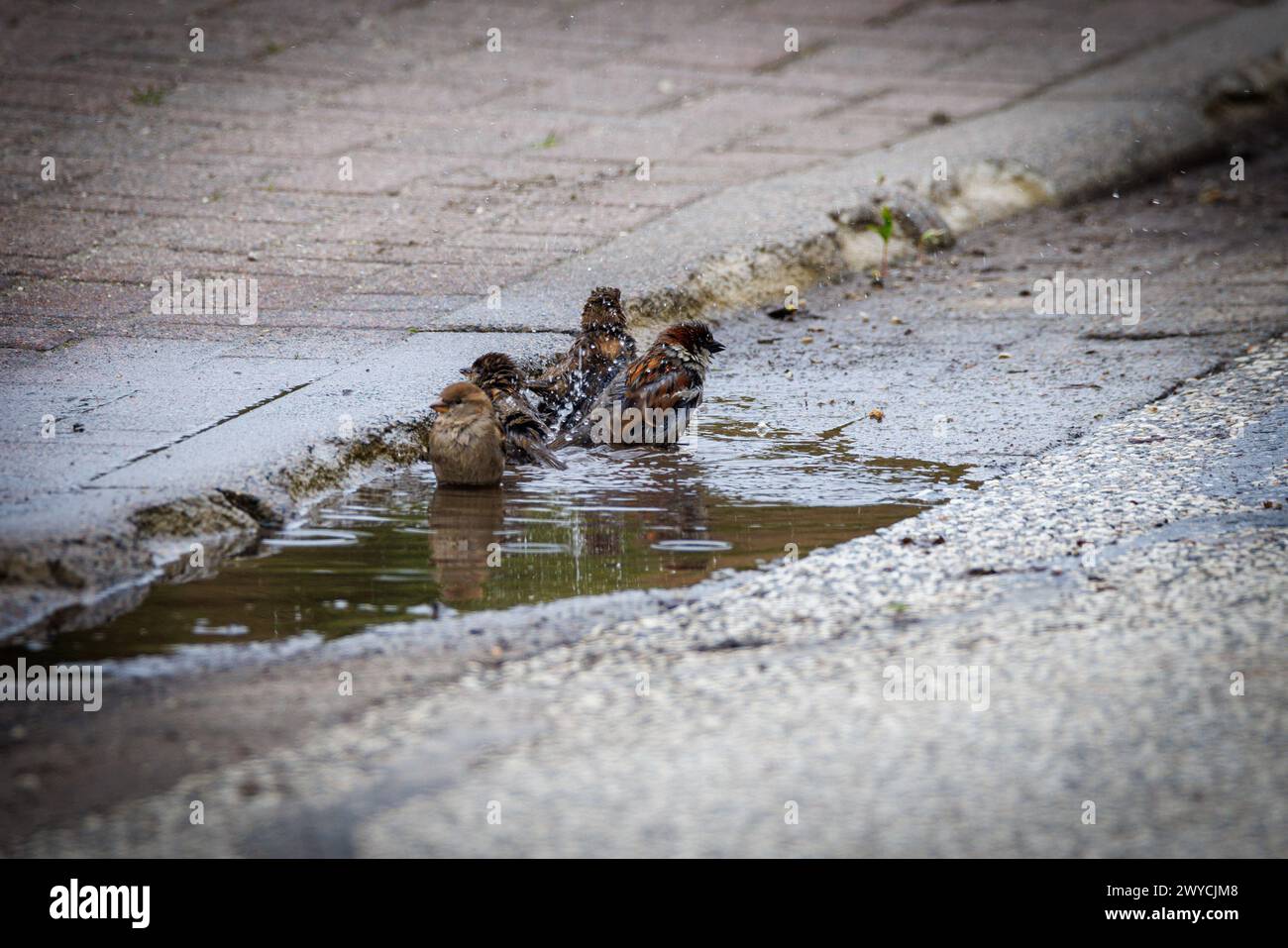 A group of sparrows takes a bath in a puddle Stock Photo - Alamy