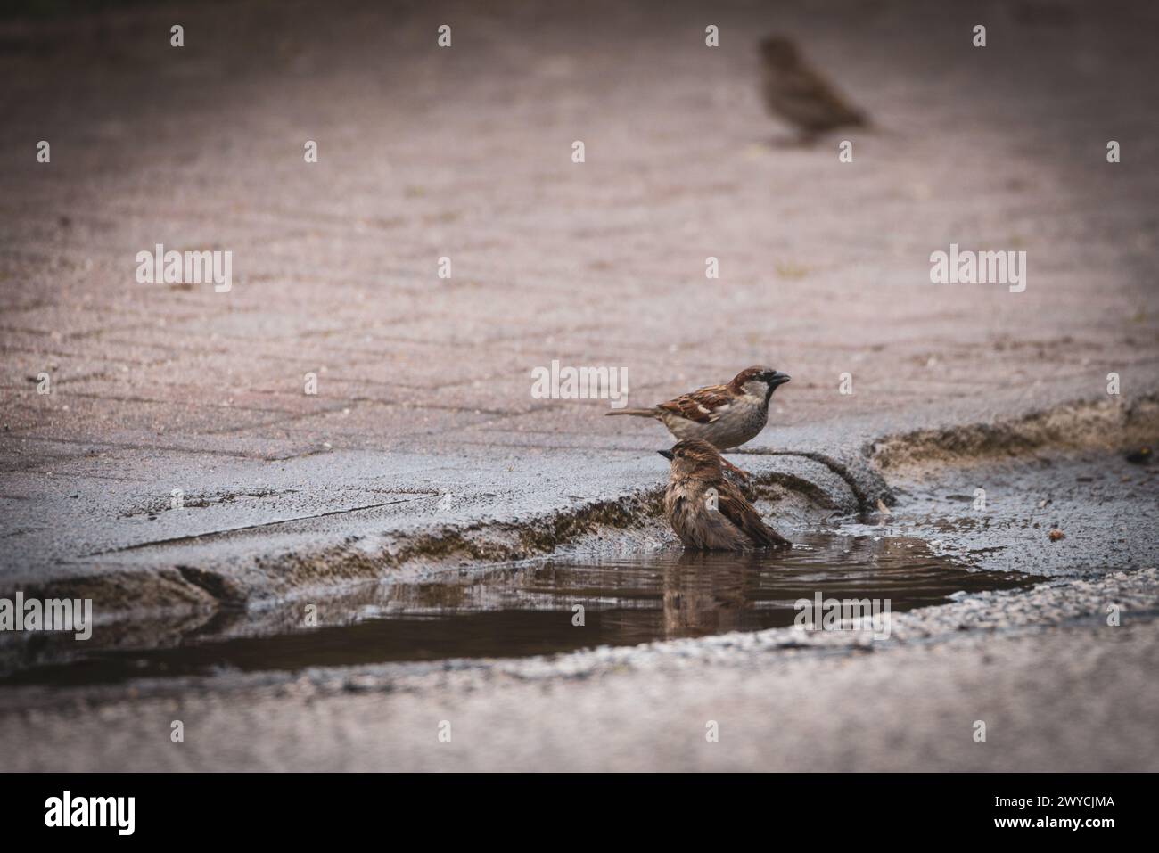 Sparrows bathing in puddle clean hi-res stock photography and images ...