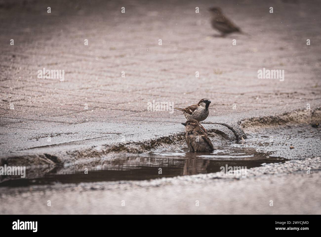 A group of sparrows takes a bath in a puddle Stock Photo - Alamy