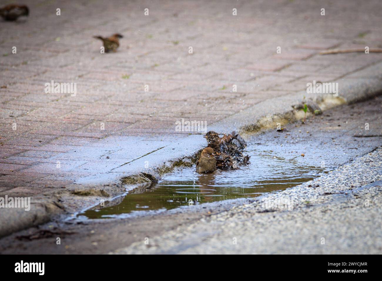 Group sparrow birds bathing hi-res stock photography and images - Alamy