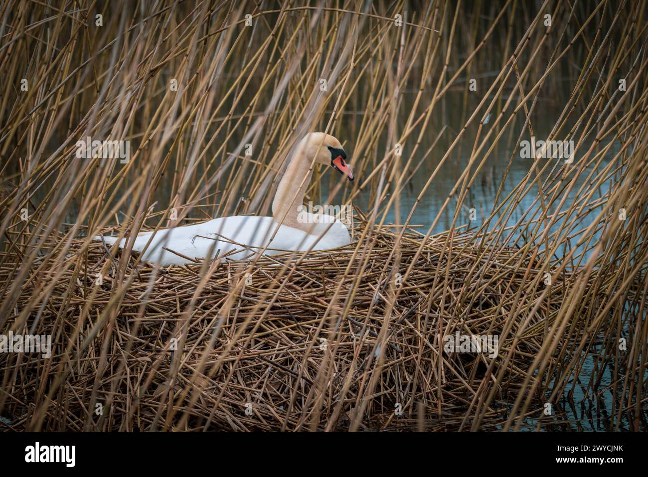 a swan sits brooding in its nest Stock Photo - Alamy