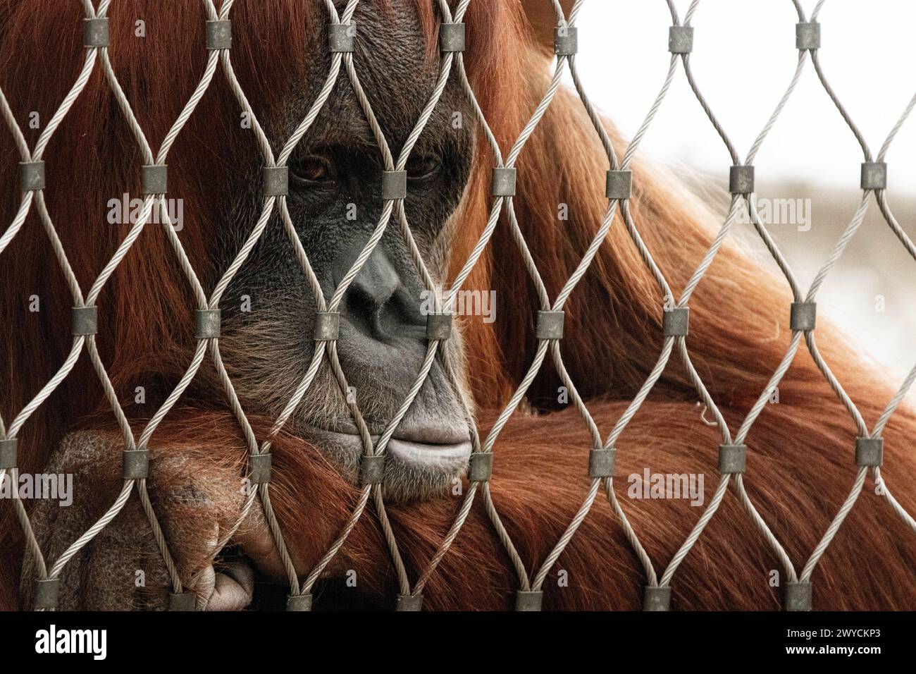 Orangutan in captivity Stock Photo - Alamy