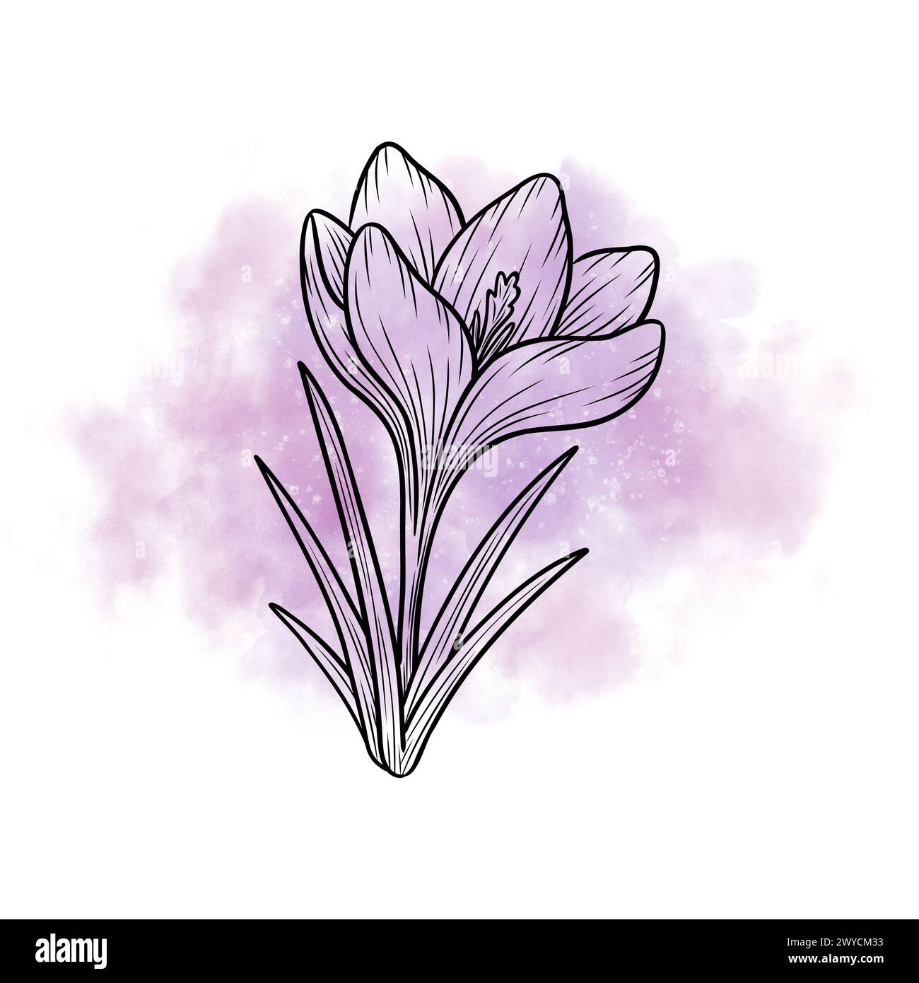 Spring flower crocus line art sketch on watercolor background, saffron ...
