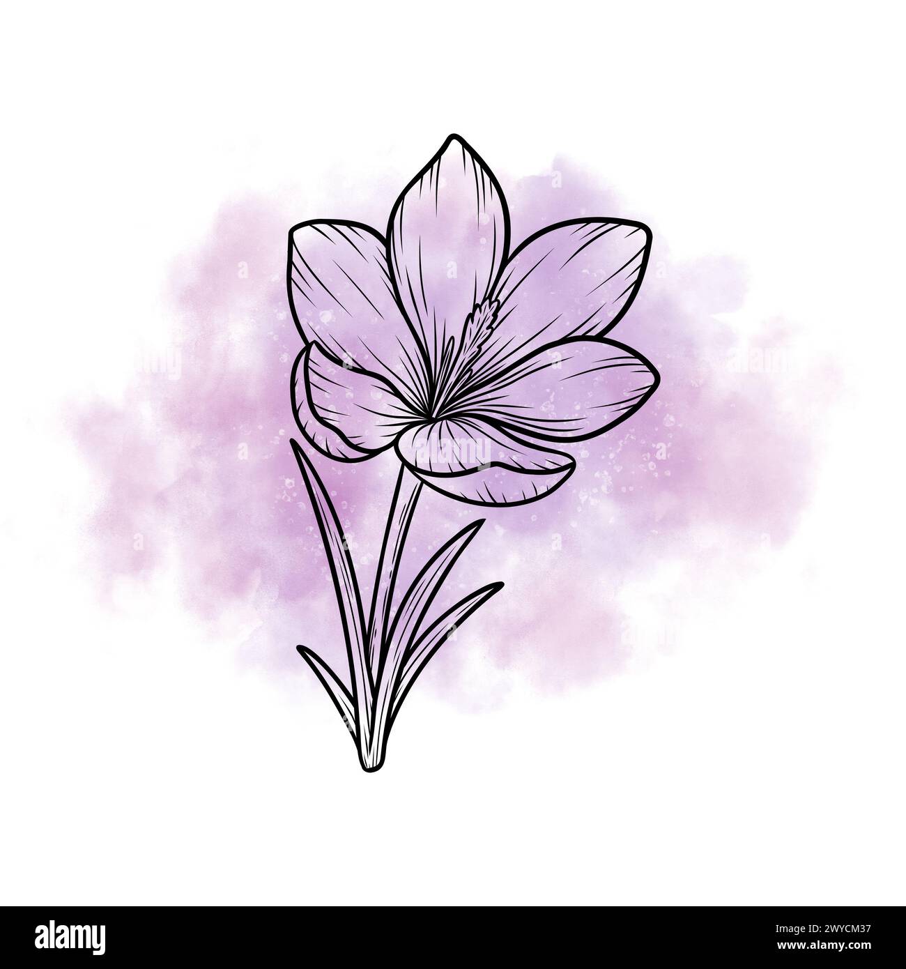 Spring flower crocus line art sketch on watercolor background, saffron ...