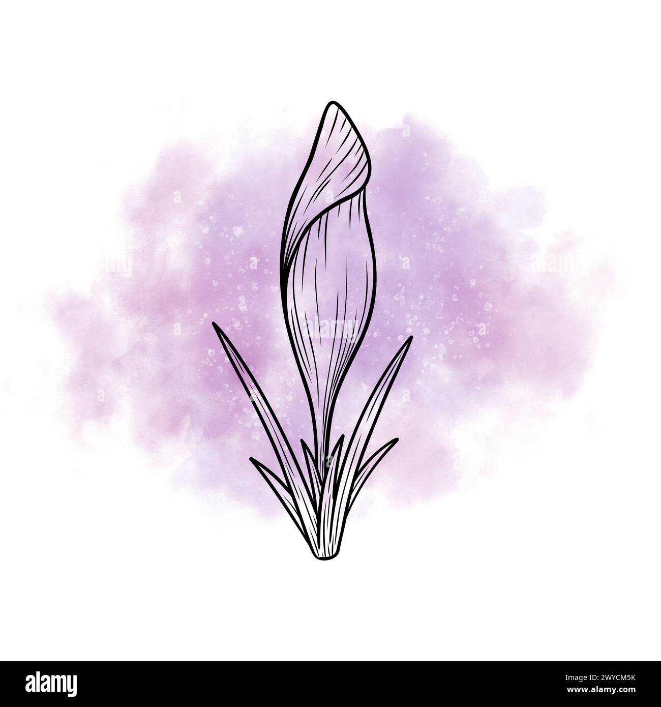 Spring flower crocus line art sketch on watercolor background, saffron ...