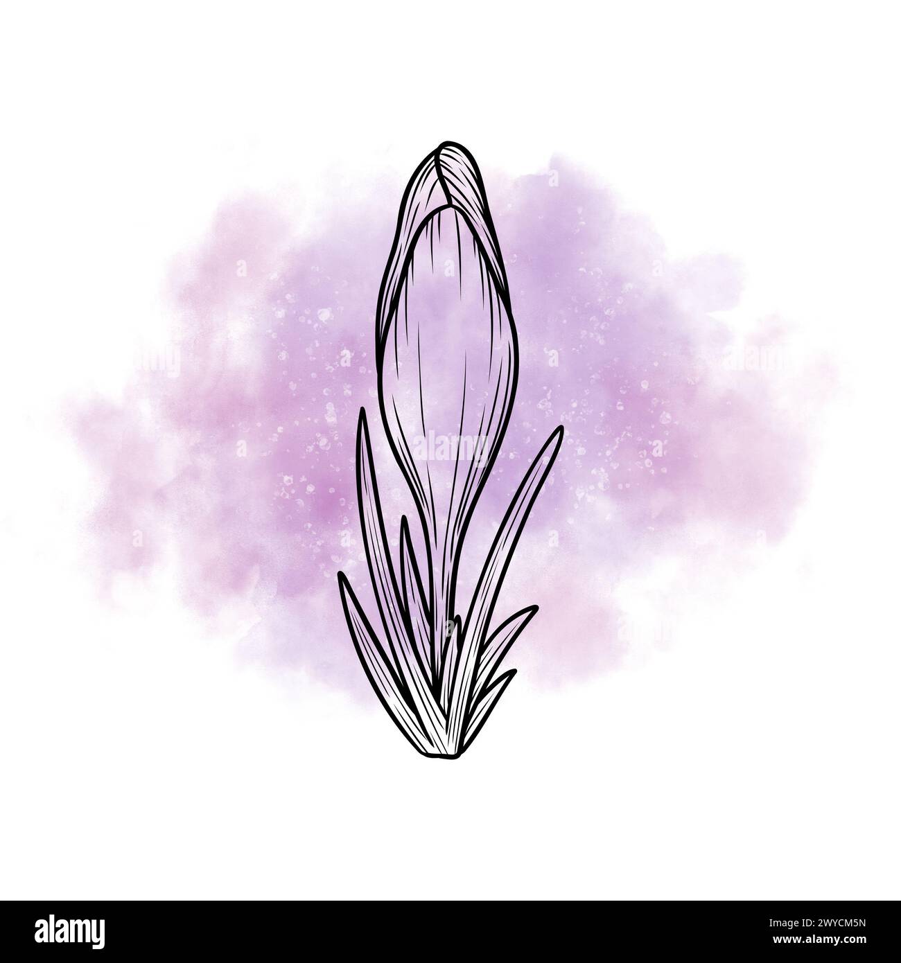 Spring flower crocus line art sketch on watercolor background, saffron ...