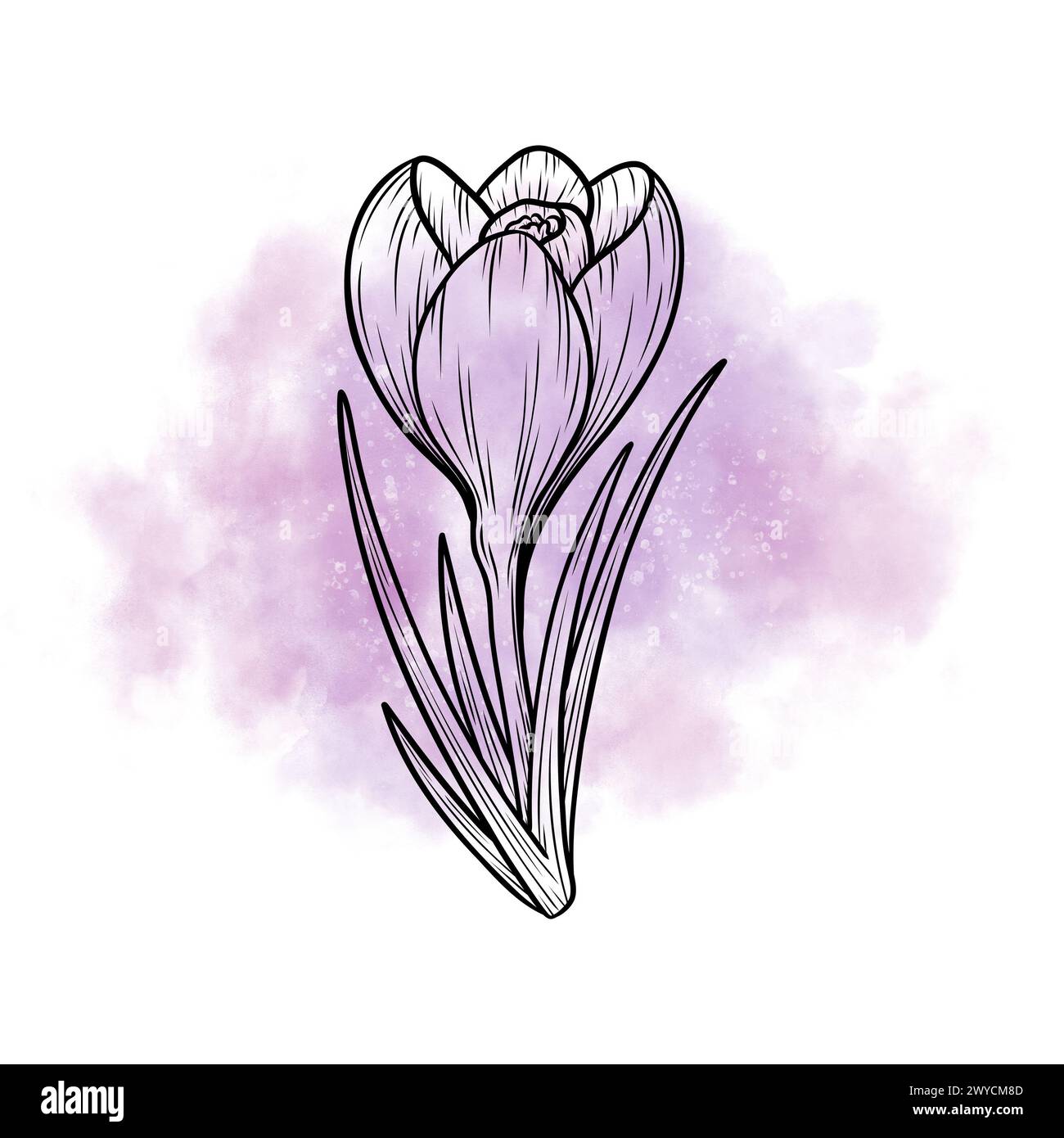 Spring flower crocus line art sketch on watercolor background, saffron ...