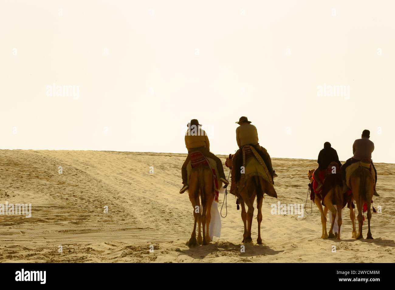 Camels on the sand, popular tourist place, inland sea desert, Doha ...