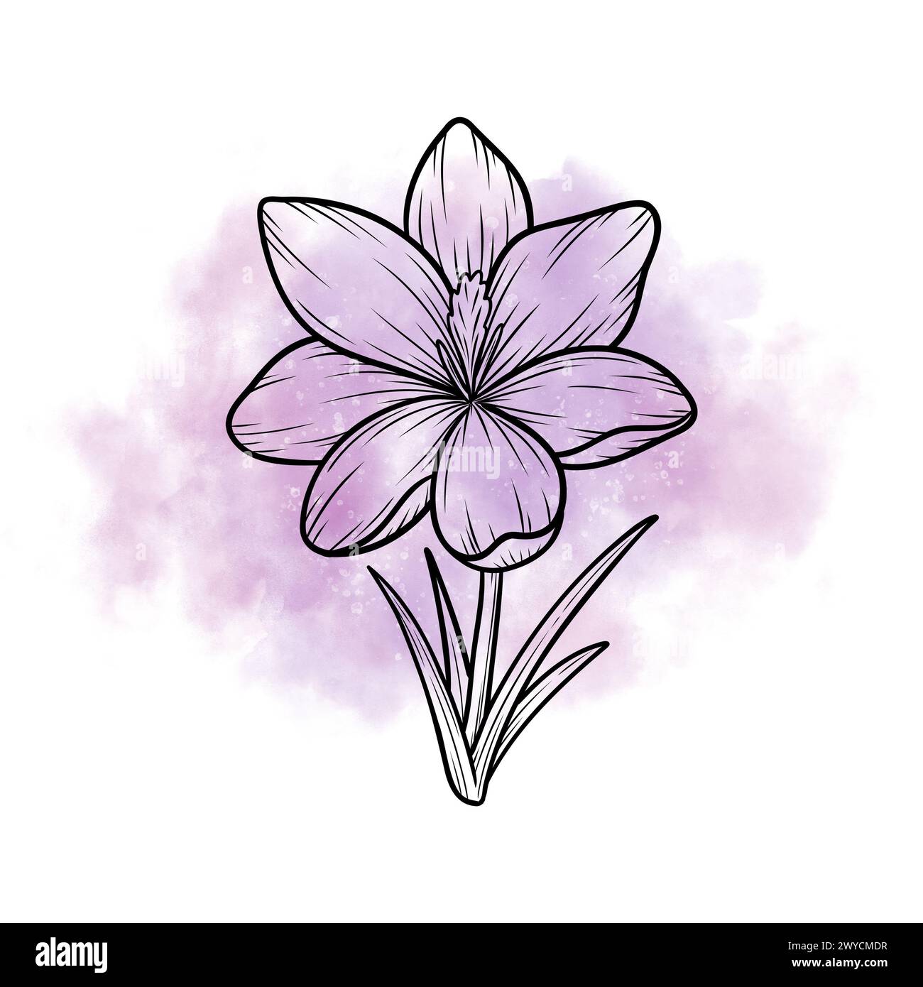 Spring flower crocus line art sketch on watercolor background, saffron ...