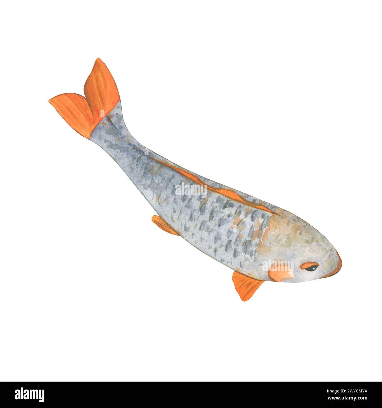 Koi Fish watercolor illustration Japanese. Colorful oriental Carp in ...