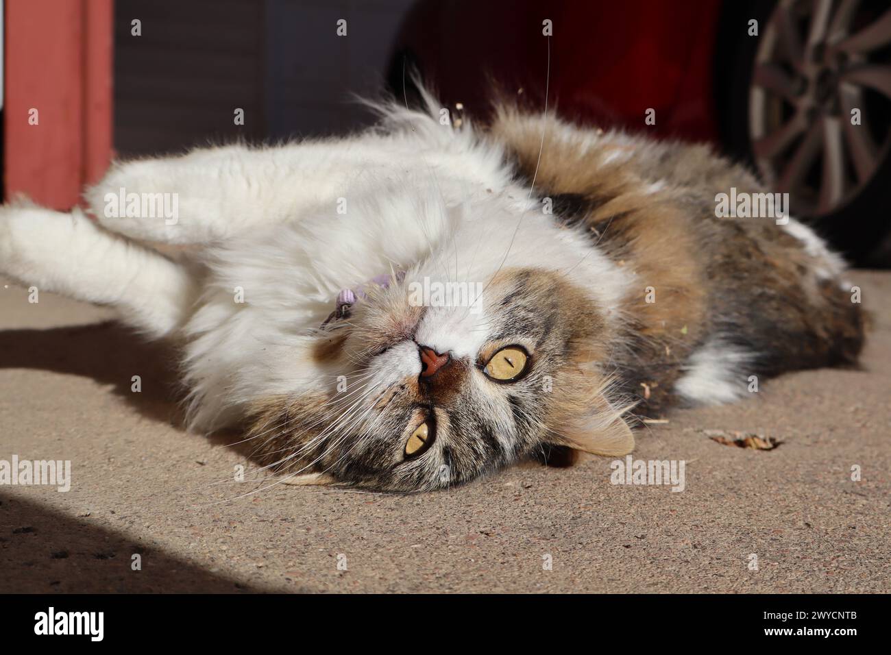 Dirty cat hi-res stock photography and images - Alamy