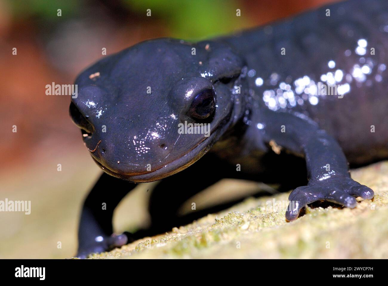 Alpen salamander (Salamandra atra) in Adelegg forest, Baden-Wurttemberg ...