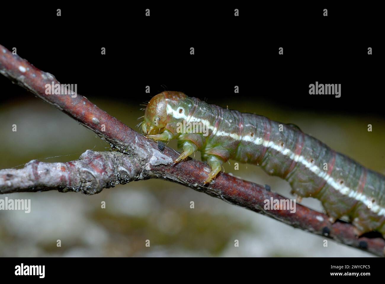 Caterpillar in Canencia mountain pass, Madrid, Spain Stock Photo - Alamy