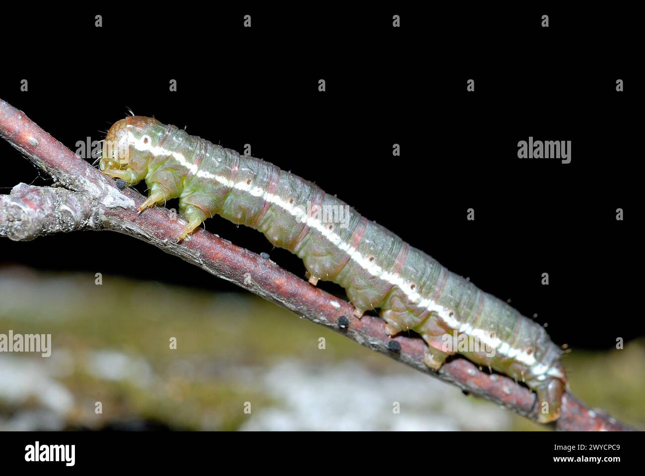 Caterpillar in Canencia mountain pass, Madrid, Spain Stock Photo - Alamy