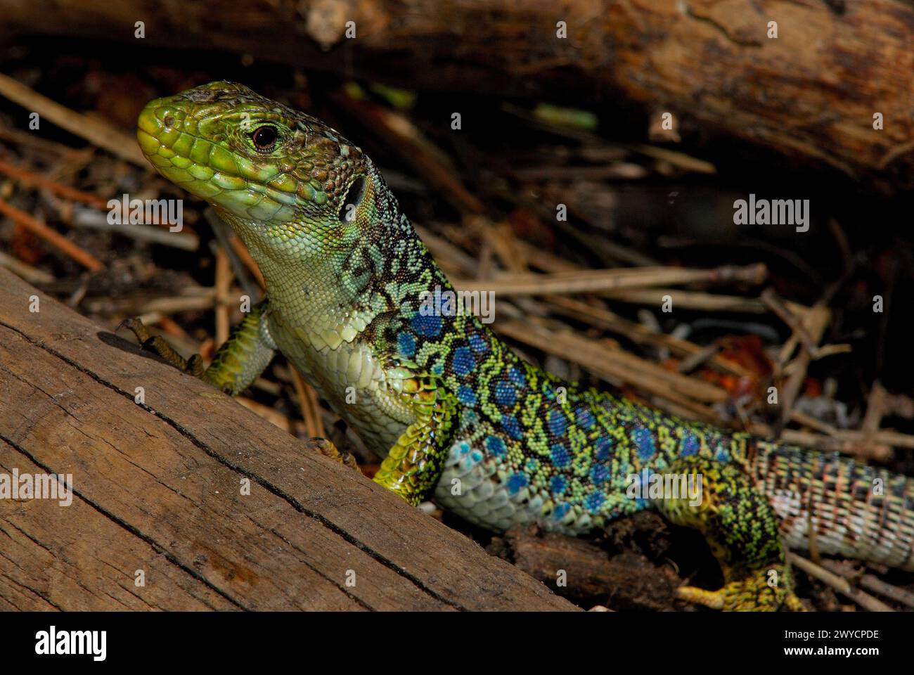 Ocellated lizard (Timon lepidus) in Albarracin mountains, Teruel, Spain ...