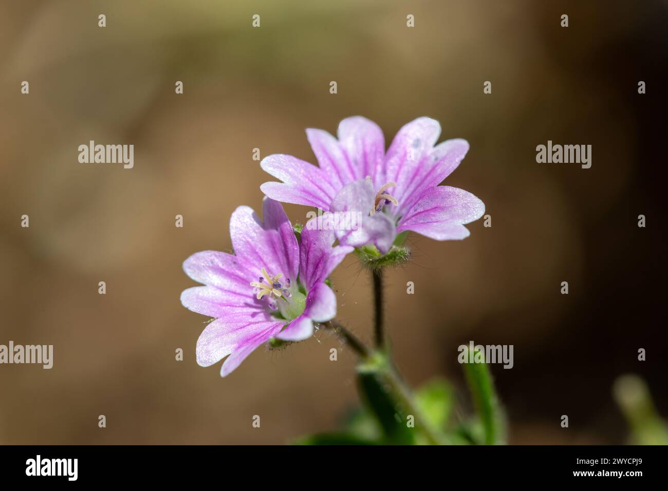 Macro shot of doves foot geranium (geranium molle) flowers in bloom ...