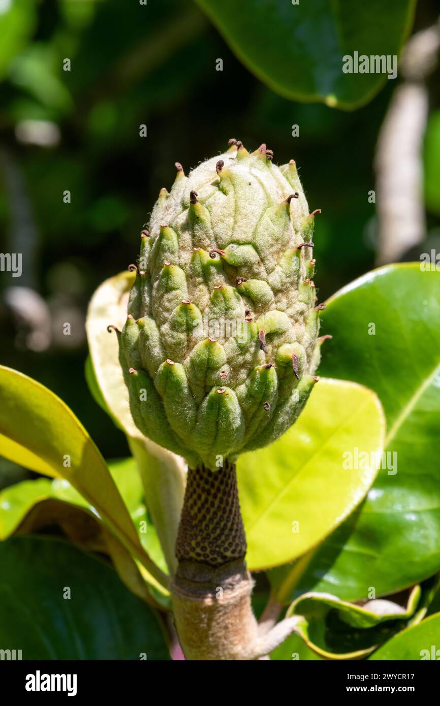 Close up of a southern magnolia (magnolia grandiflora) fruit Stock ...