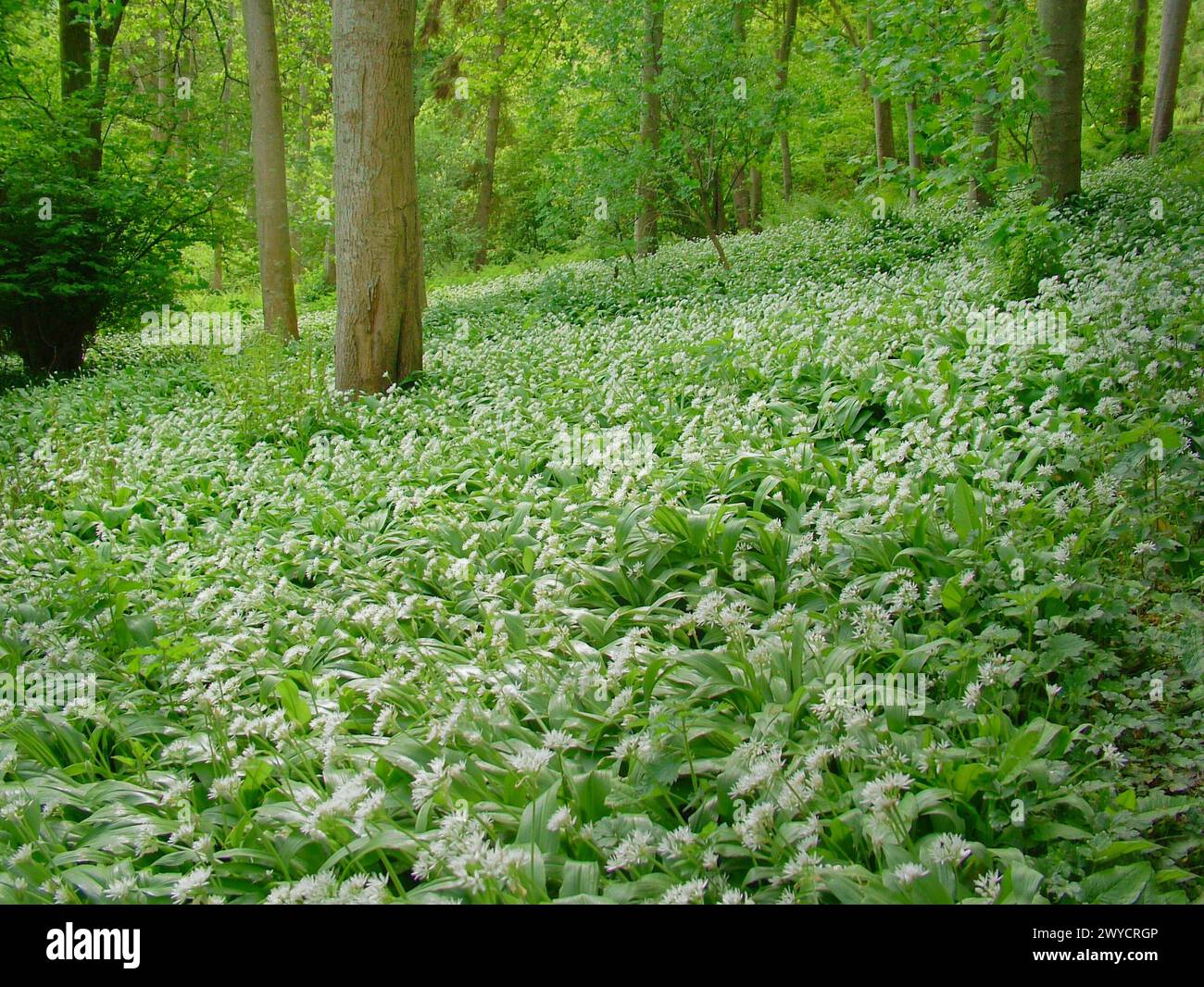 Wild garlic plants in bloom during spring Stock Photo - Alamy