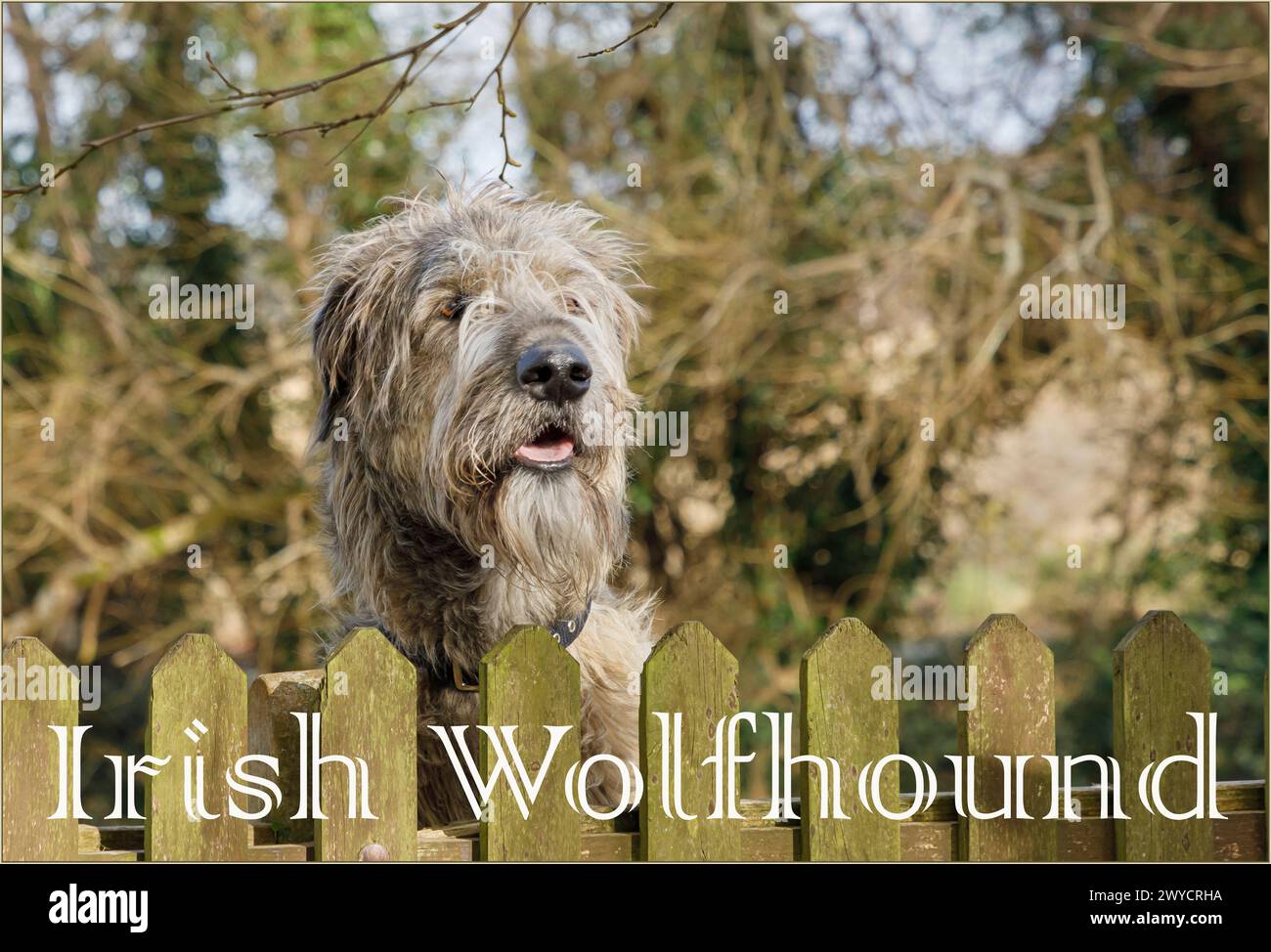Head shot of an ancient breed Irish Wolfhound looking over a fence ...