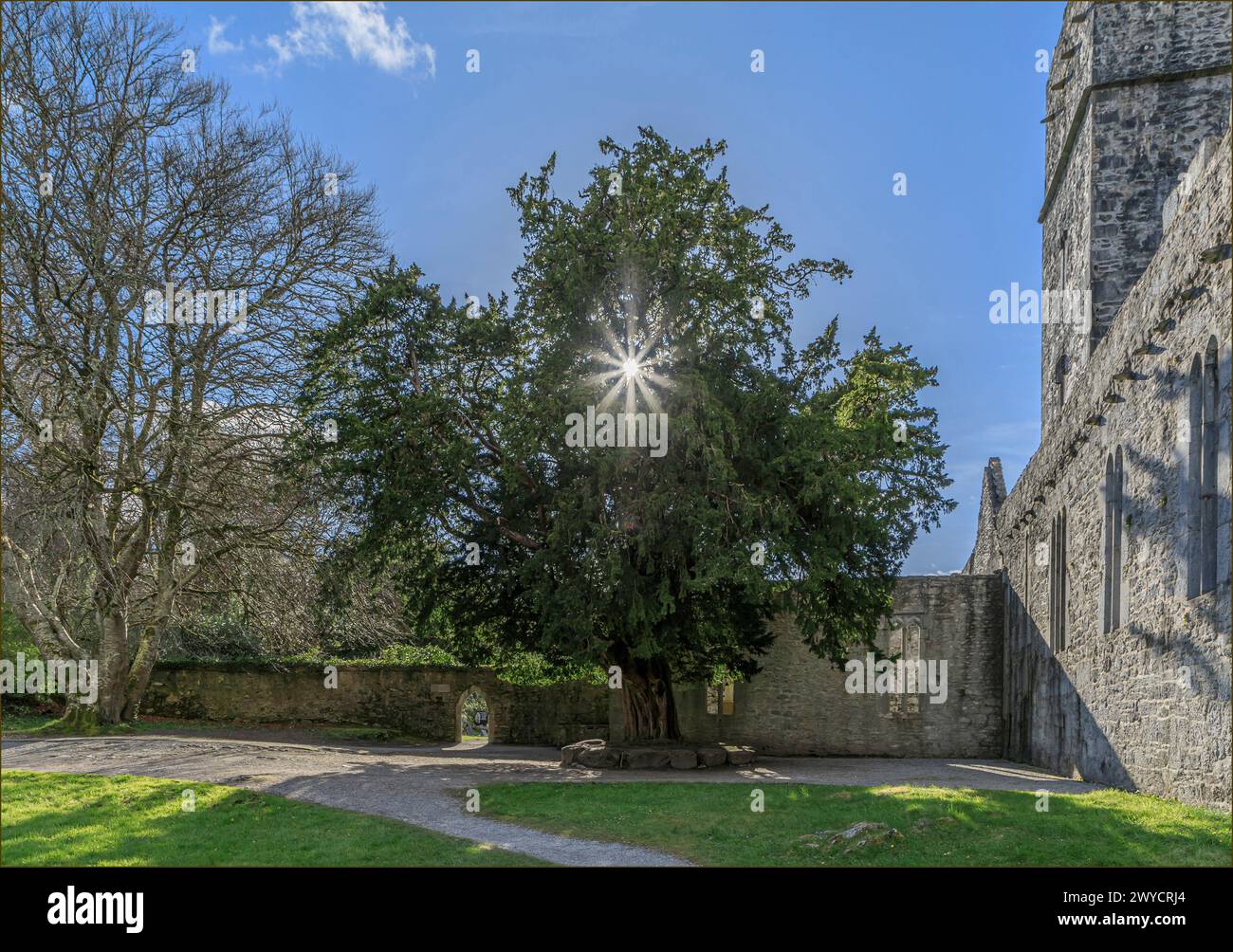 The sun making a glow coiming through the leaves of a Yew tree at the ...