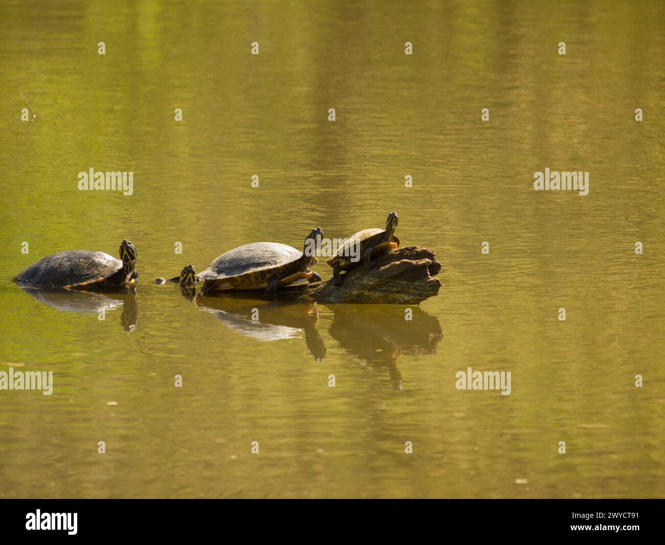 Four turtles swimming in water, one facing front Stock Photo - Alamy