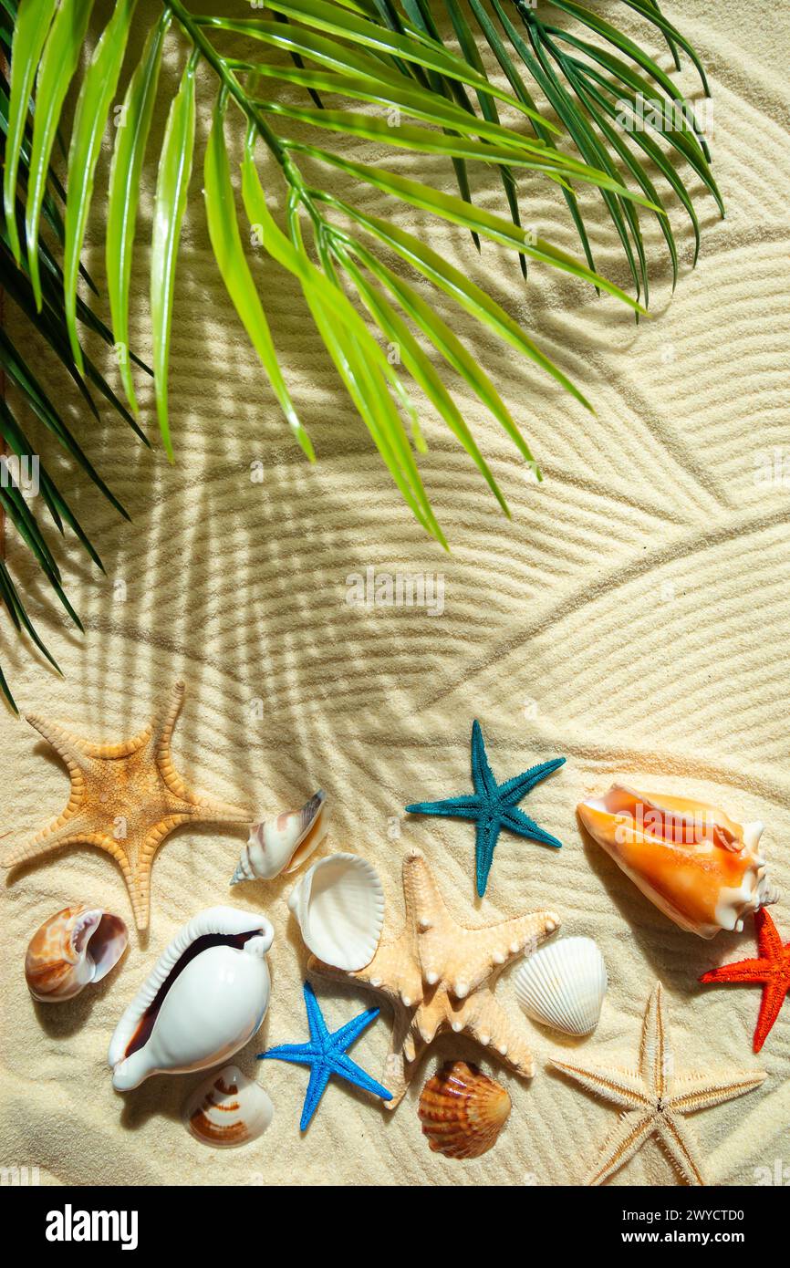 Colored starfish and shells on white wavy fine sand. Shadow from a palm ...