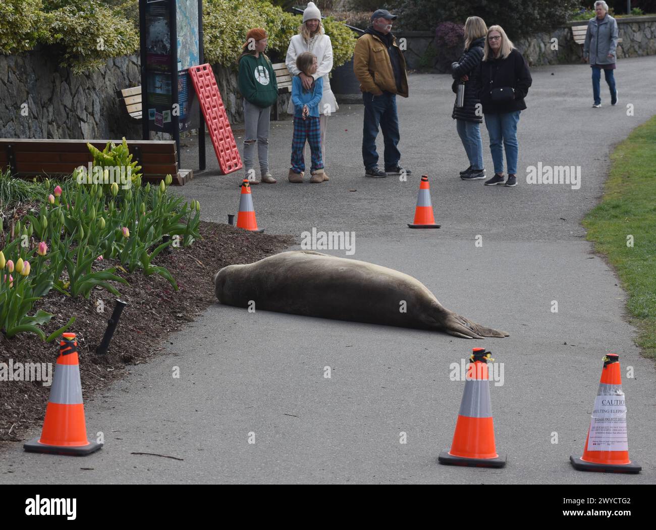 Victoria, British Columbia, Canada, April 5, 2024 - A northern elephant ...