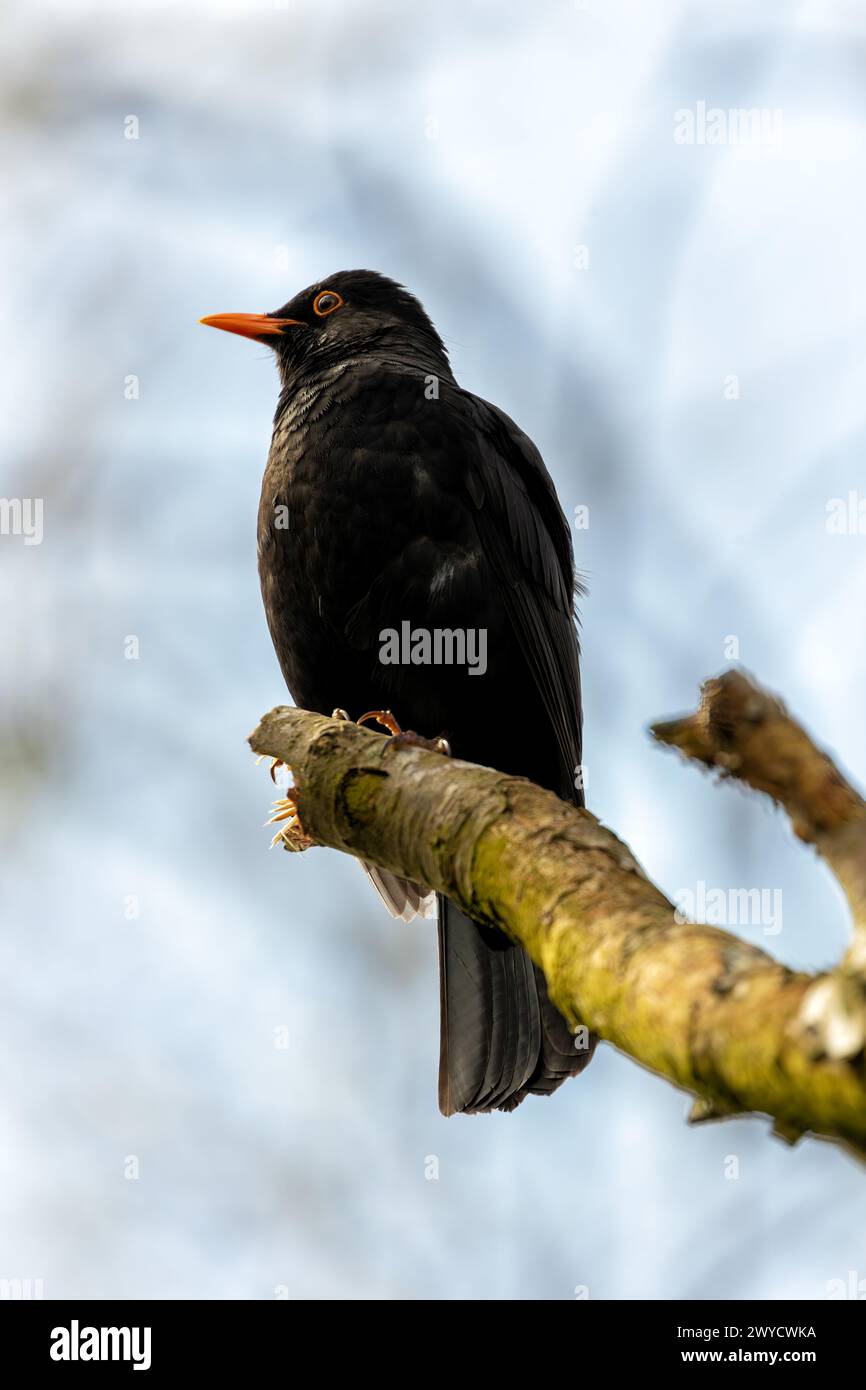 Male Blackbird with jet black plumage sings melodiously in a Kildare ...