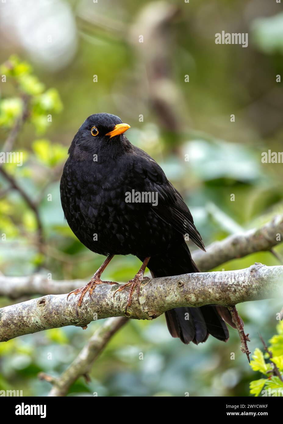 Male Blackbird with jet black plumage sings melodiously in a Kildare ...