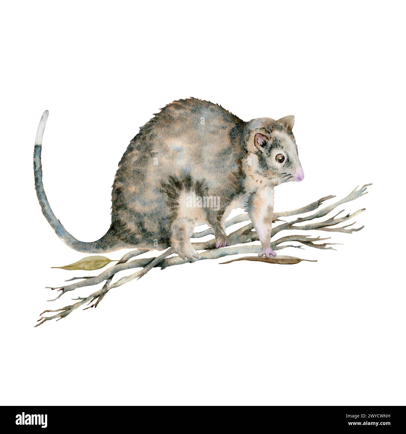 Ringtail possum walking on dry tree branches. Australian native ...