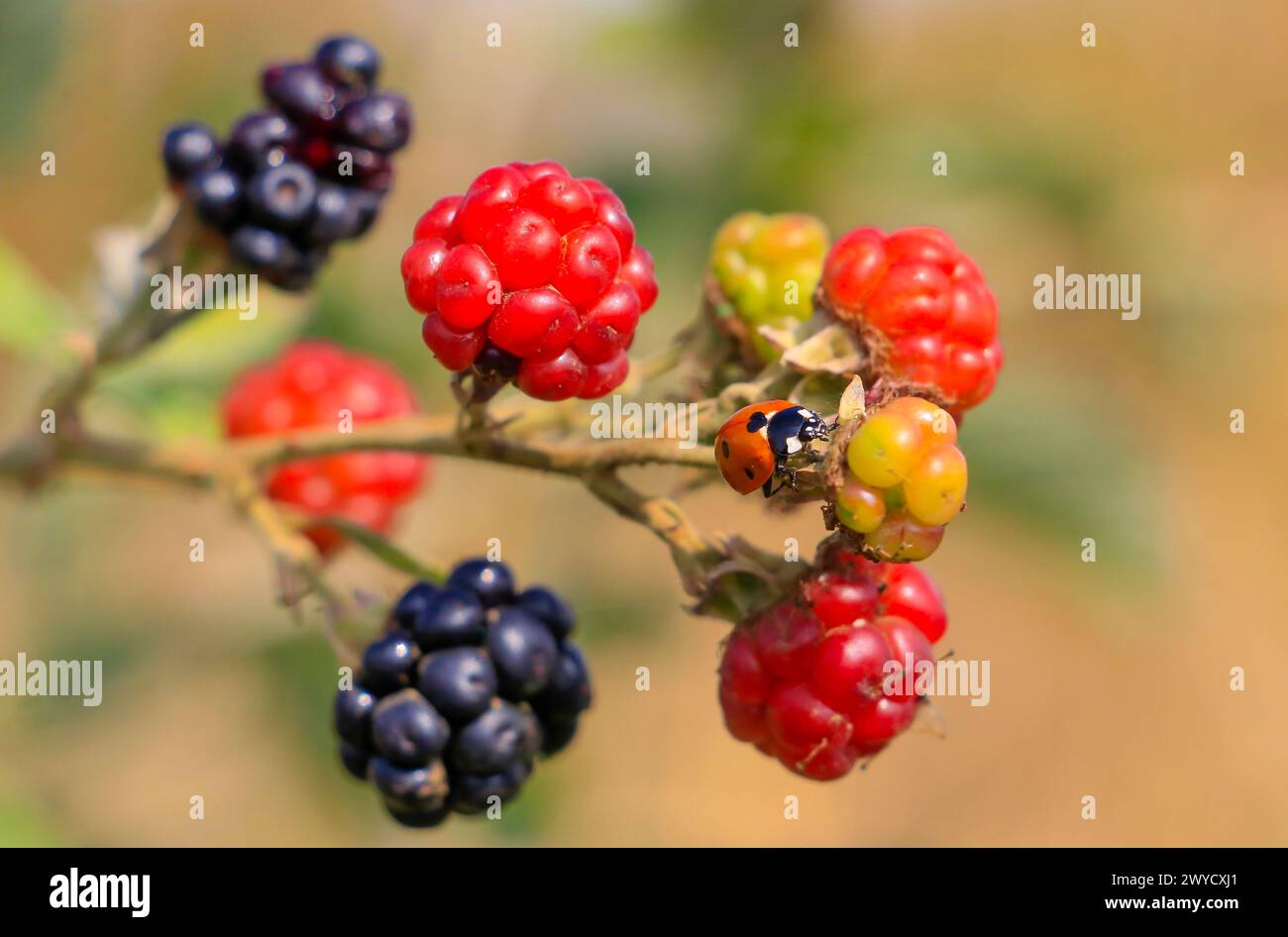 Coccinella septempunctata, the seven-spot ladybird is the most common ...