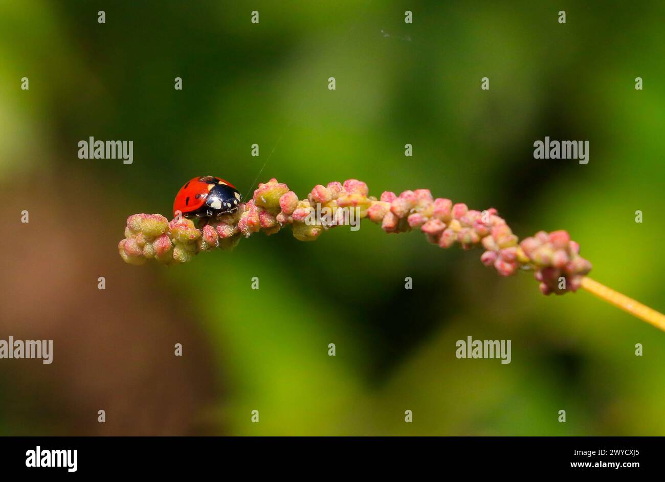 Coccinella septempunctata, the seven-spot ladybird is the most common ...