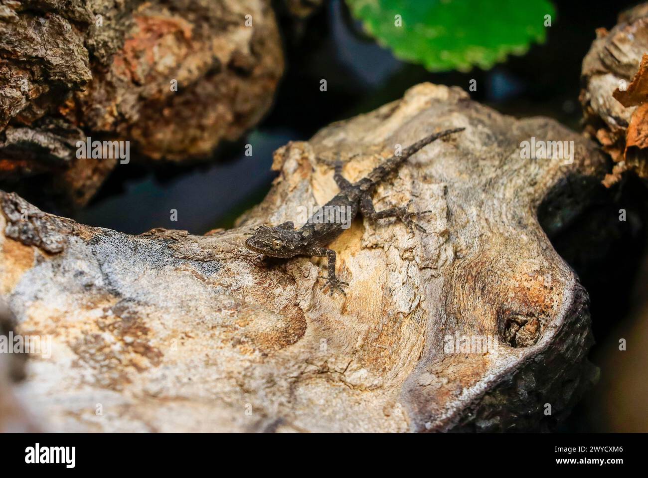 Smol lizard hi-res stock photography and images - Alamy