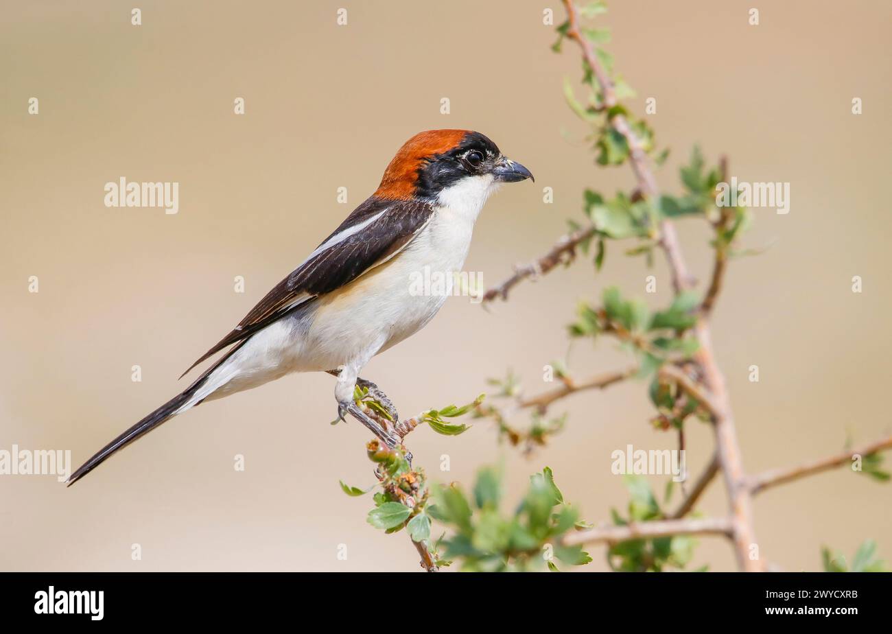 Woodchat Shrike (Lanius senator) is a carnivorous bird that feeds on ...
