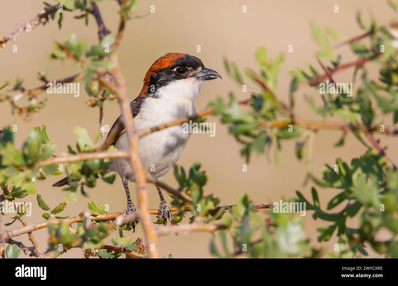 Woodchat Shrike (Lanius senator) is a carnivorous bird that feeds on ...