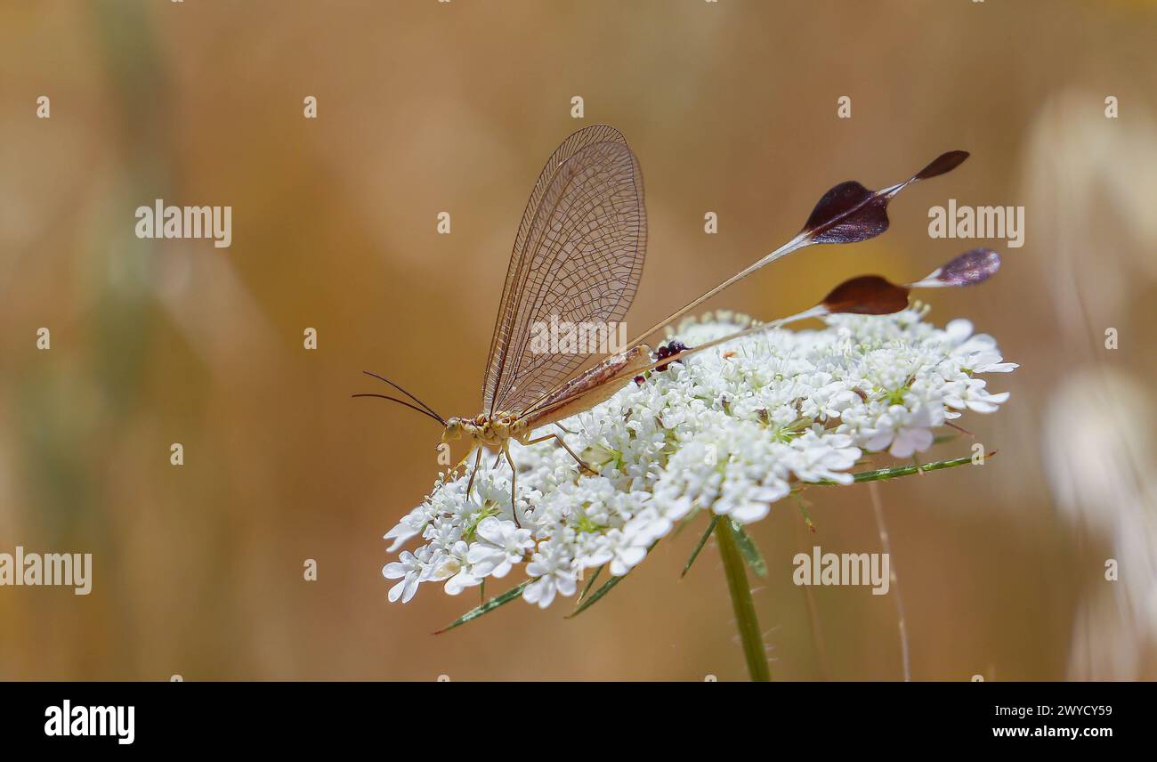This insect with the scientific name Lertha Extensa lives only in the ...