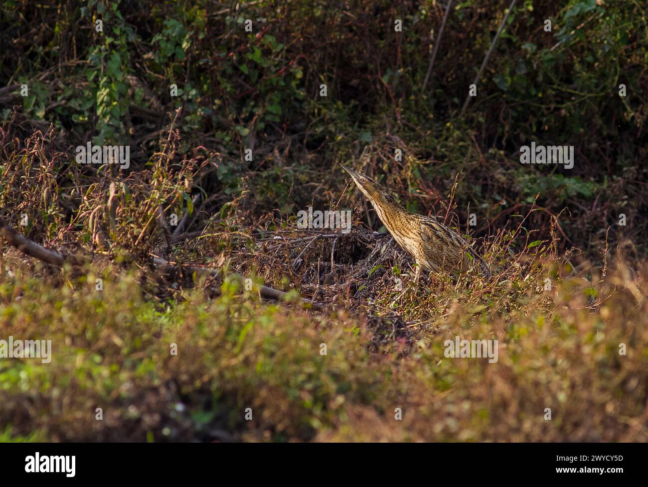 Eurasian Bittern (Botaurus stellaris) is one of the best camouflage ...