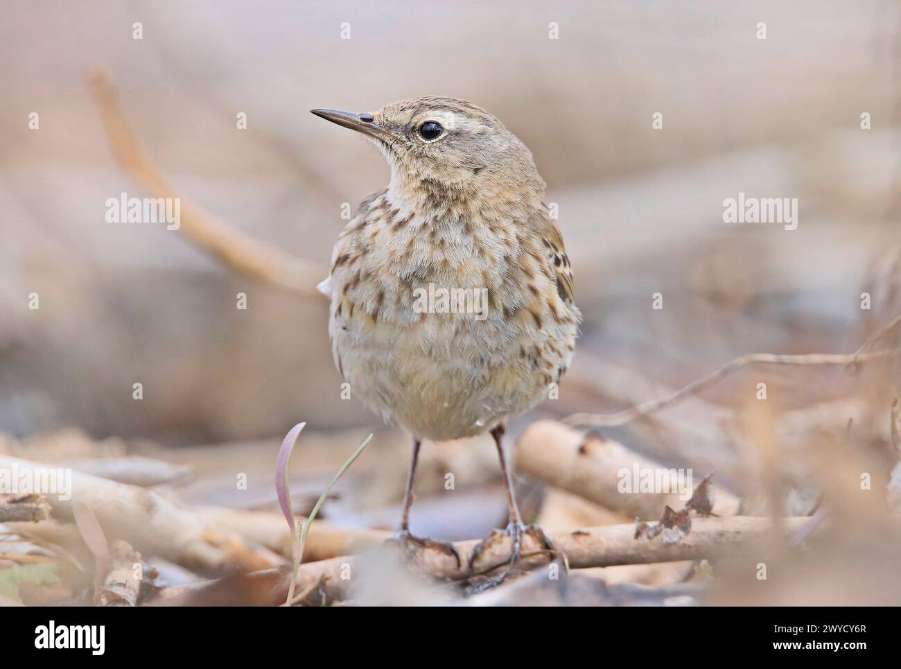 Water Pipit (Anthus spinoletta) is a songbird that lives on mountain ...