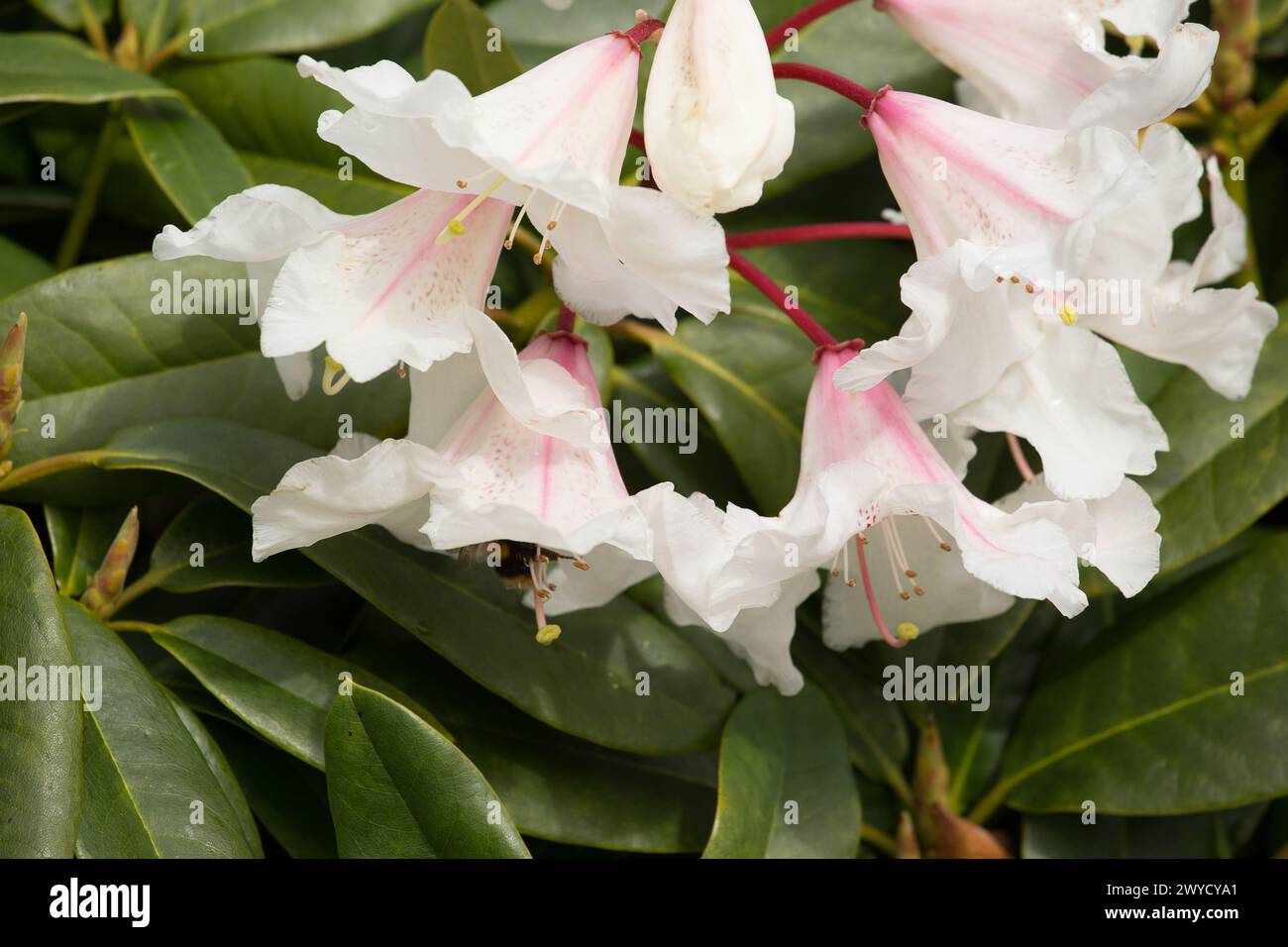 Attractive rhododendron walk hi-res stock photography and images - Alamy