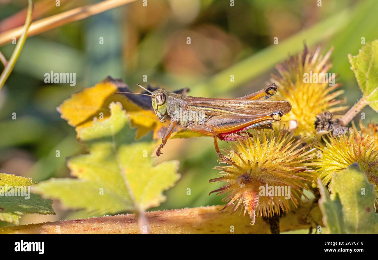 The Italian grasshopper, scientifically named Calliptamus italicus, is ...