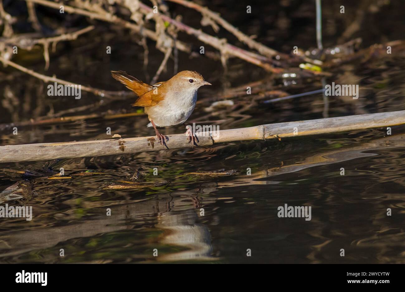 Cetti`s Warbler (Cettia cetti) is a passerine bird that lives in ...