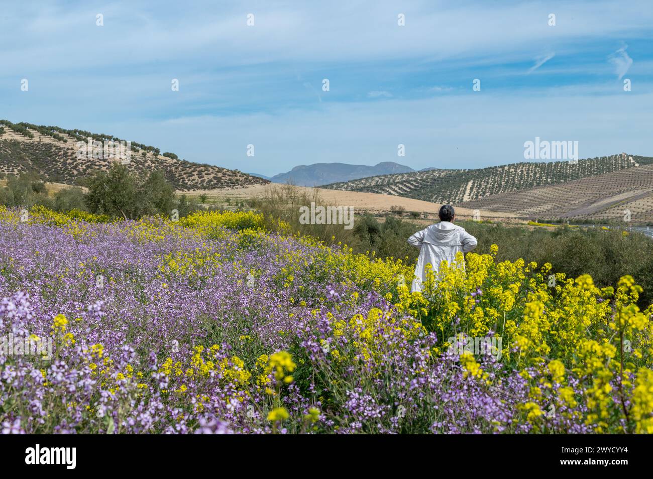 Real gray-haired woman contemplating a spring landscape of flowers and ...