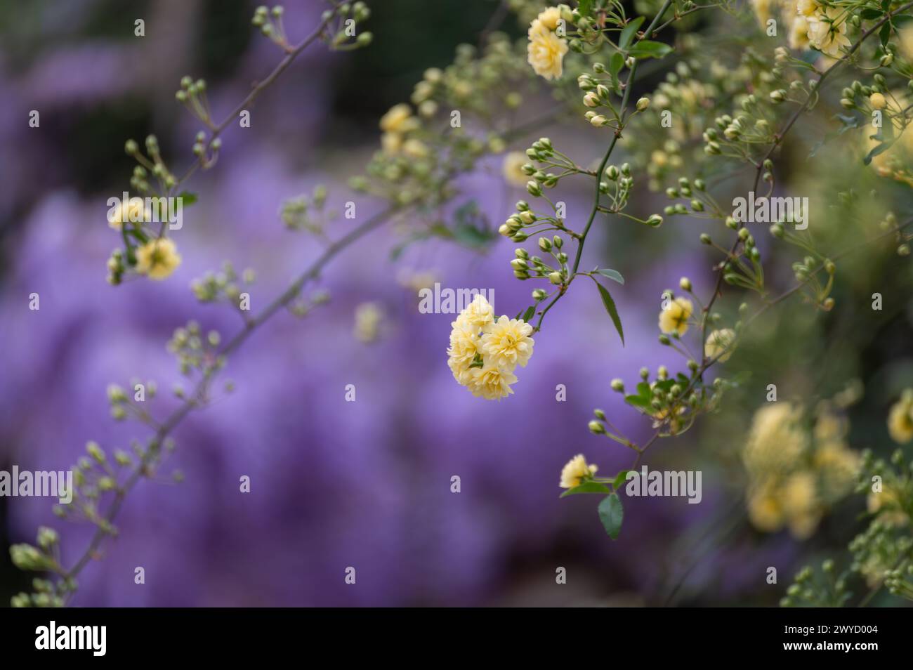 Small yellow roses (Lady Bank´s, Rosa banksiae) on purple background in ...