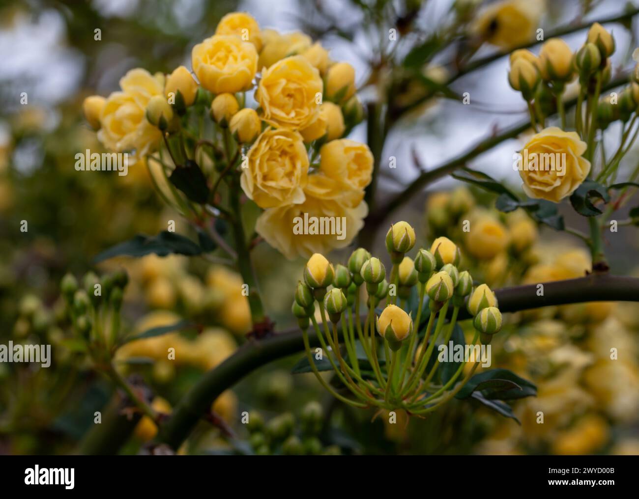 Rosa banksiae hi-res stock photography and images - Alamy
