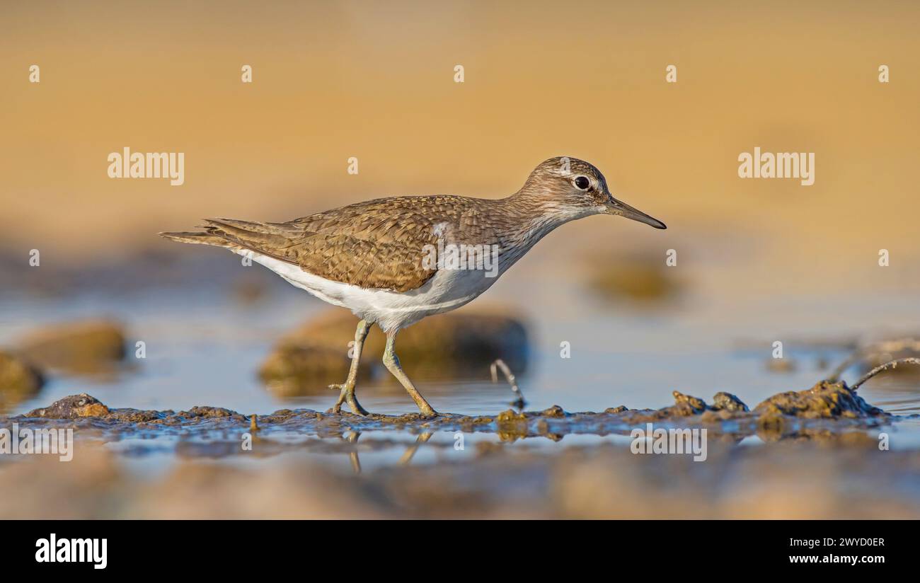 Common Sandpiper (Actitis hypoleucos) is a wetland bird that feeds on ...