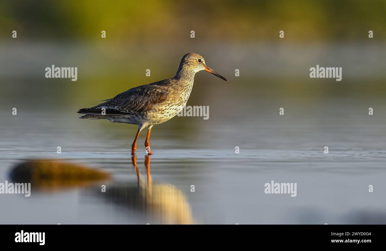Common Redshank (Tringa totanus) is a migratory bird. It feeds on ...