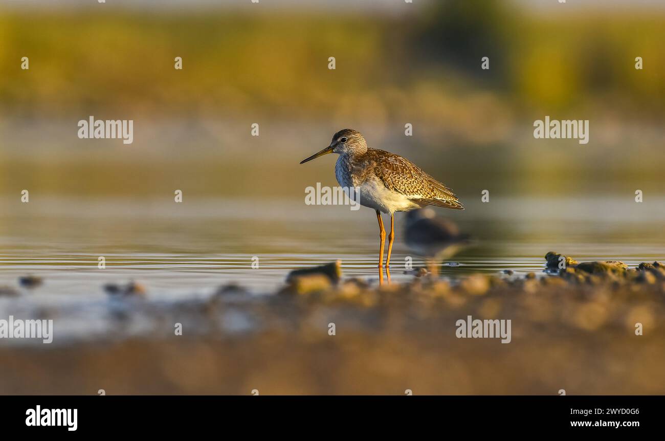 Common Redshank (Tringa totanus) is a migratory bird. It feeds on ...