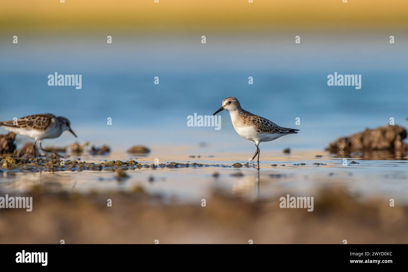 Little Stint (Calidris minuta) is a wetland bird that lives in the ...