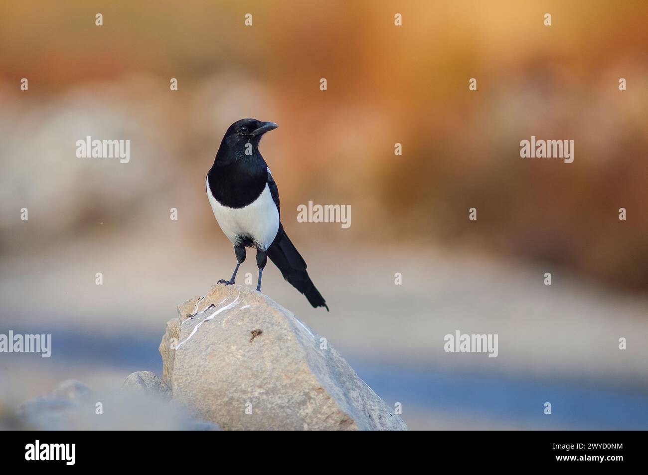 Eurasian Magpie (Pica pica) is a clever crow. It is a common bird in ...